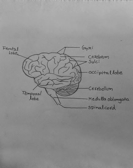 Draw A Neat Diagram Of Human Brain And Label Any Four Parts