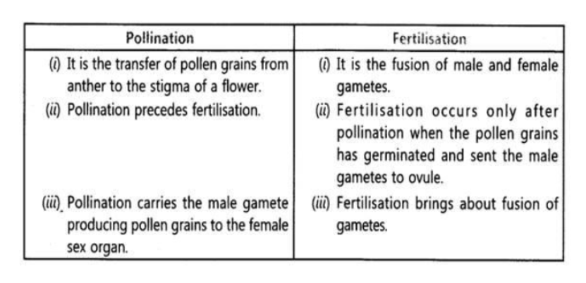 Give The Differences Between Pollination And Fertilization