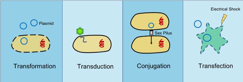 In Microbial Genetics Which One Is Reffered To As Griffith Effect