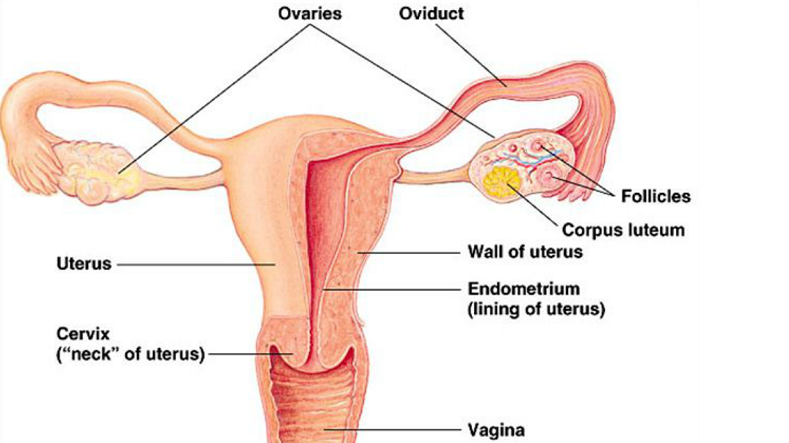 Describe The Female Reproductive System Of A Woman With The Help Of A