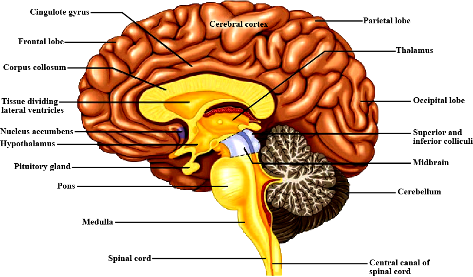 Draw A Labelled Diagram Of Human Brain