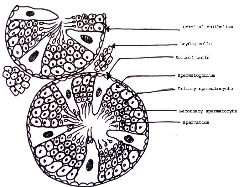 Draw A Labelled Diagram Of Ls Of Human Testis