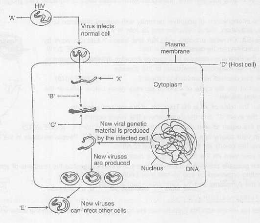 Draw The Diagram Of Hiv Biology Questions