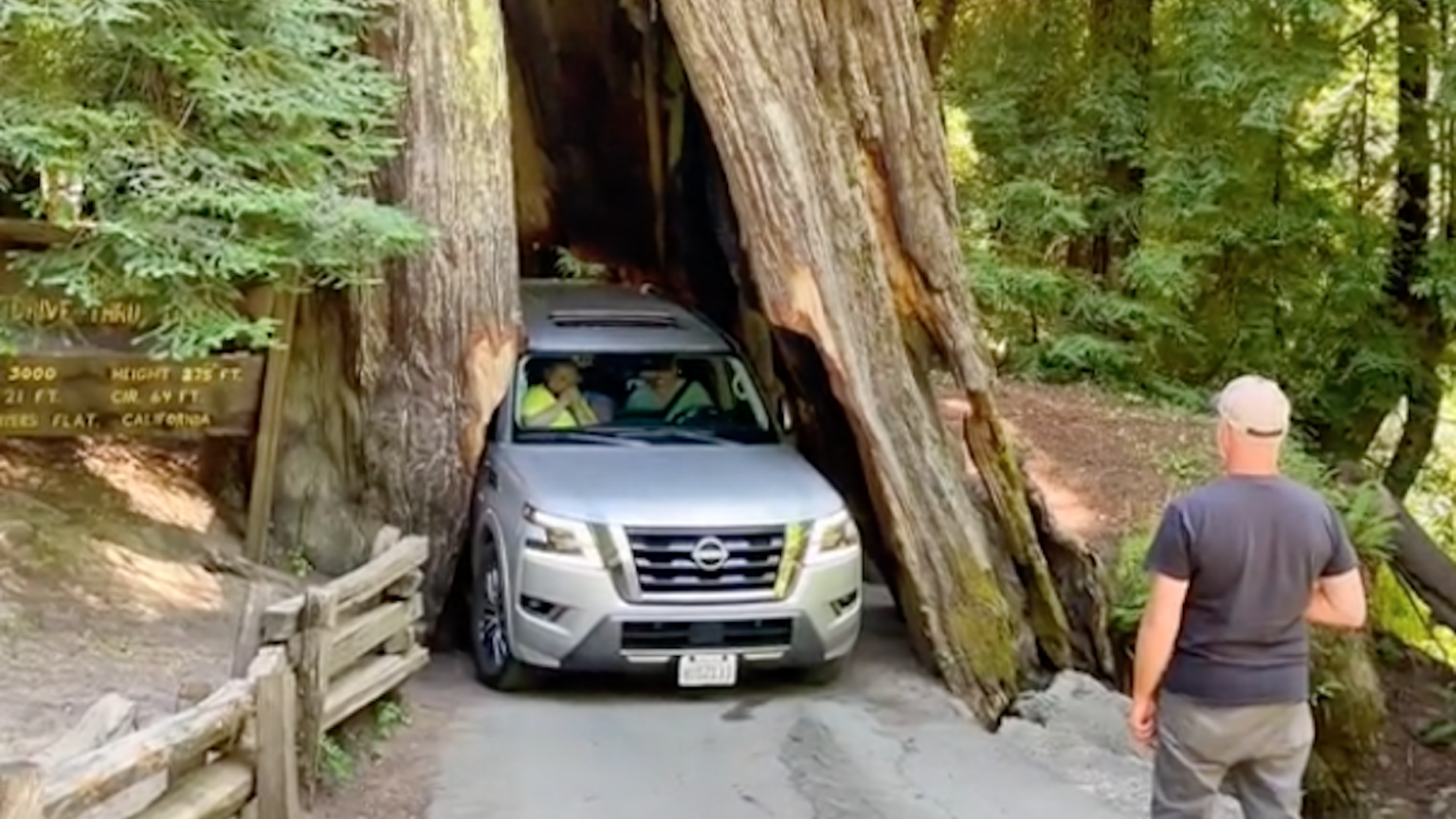 Man Attempts To Drive A Nissan Through A Redwood Tree And Gets Stuck