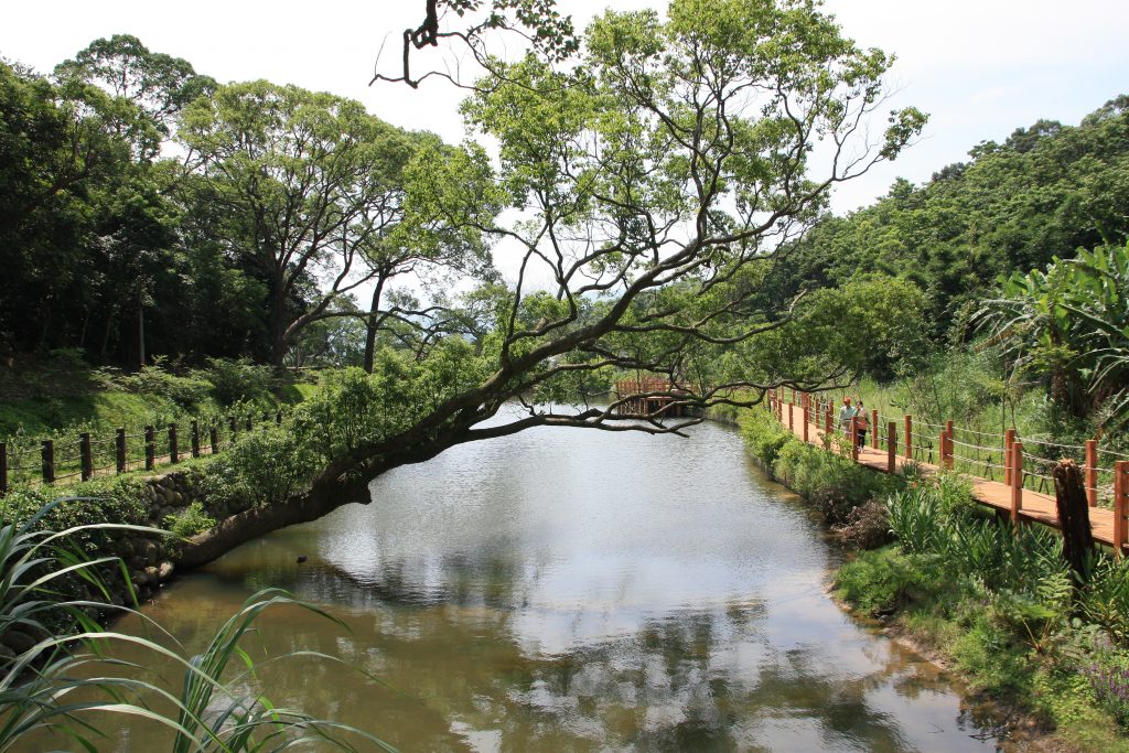 苗栗小旅行 日賞桐花夜賞螢 中華日報中華新聞雲