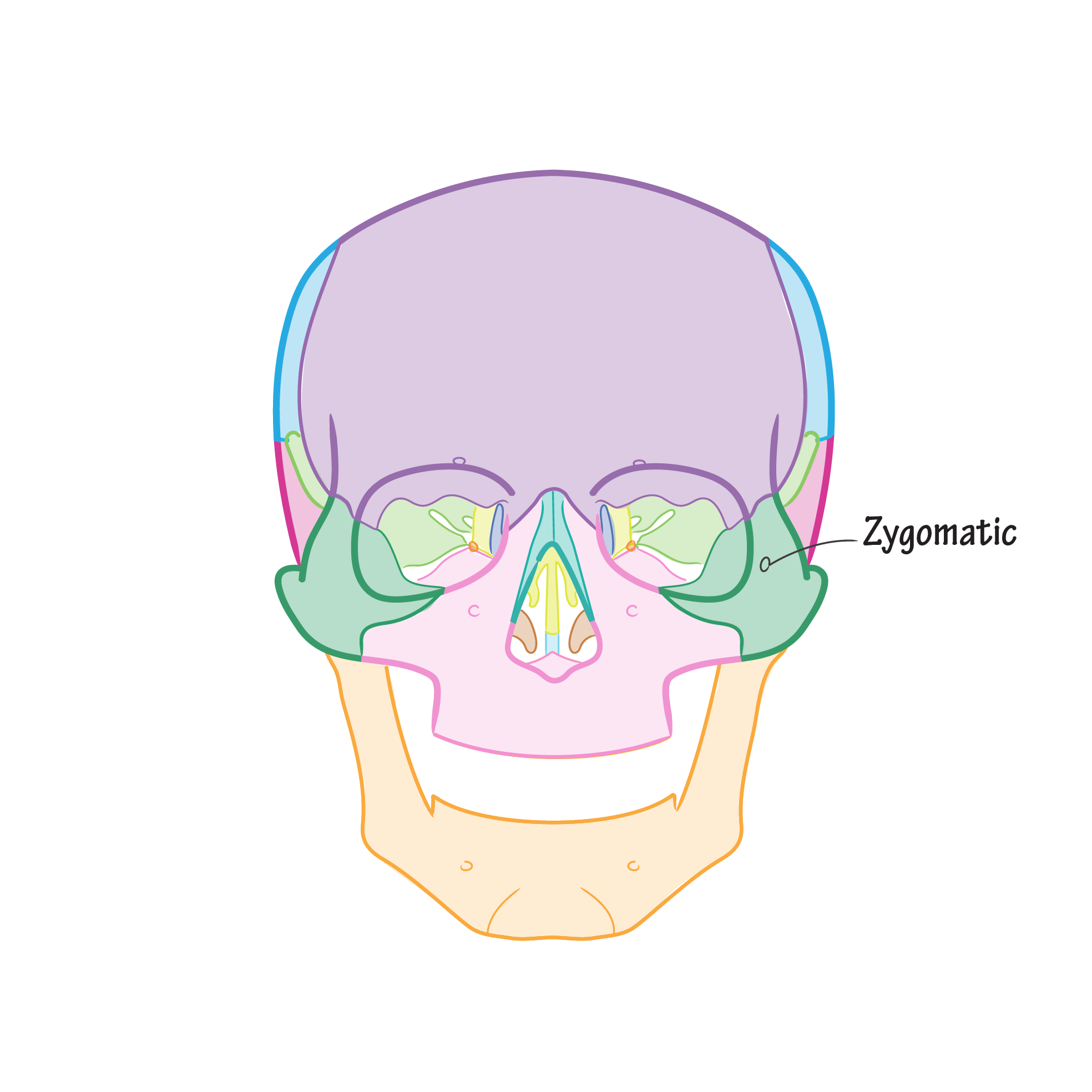 Gross Anatomy Anterior Skull Ditki Medical Biological