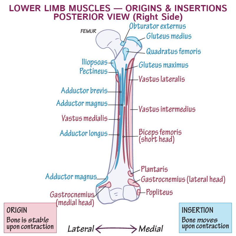 Gross Anatomy Glossary Origins And Insertions Lower Extremity