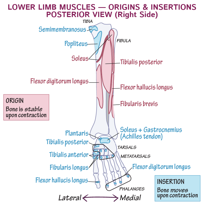 Gross Anatomy Glossary Origins And Insertions Lower Extremity