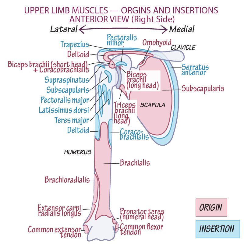 Gross Anatomy Glossary Origins And Insertions Upper Extremity