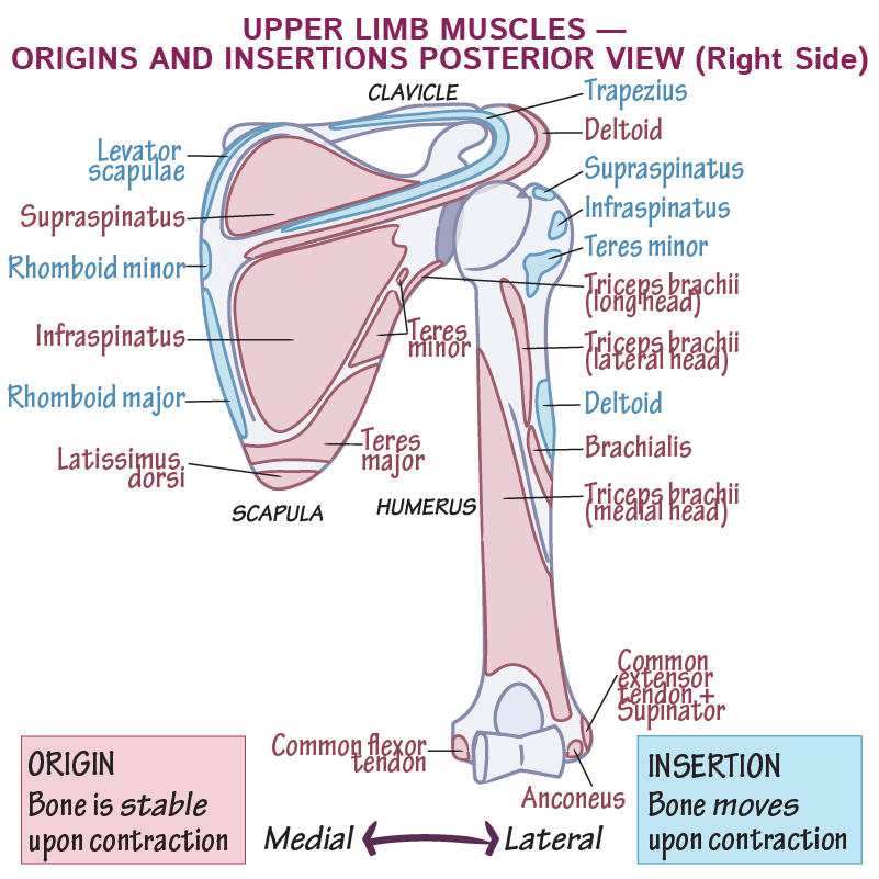 Gross Anatomy Glossary Origins And Insertions Upper Extremity