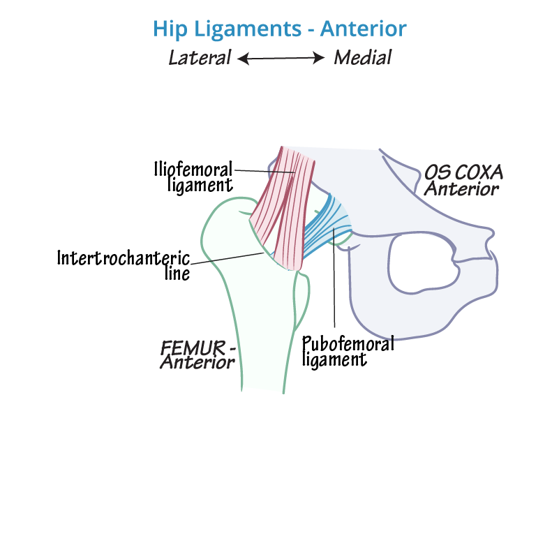 Gross Anatomy Glossary Hip Joint Ligaments Ditki Medical