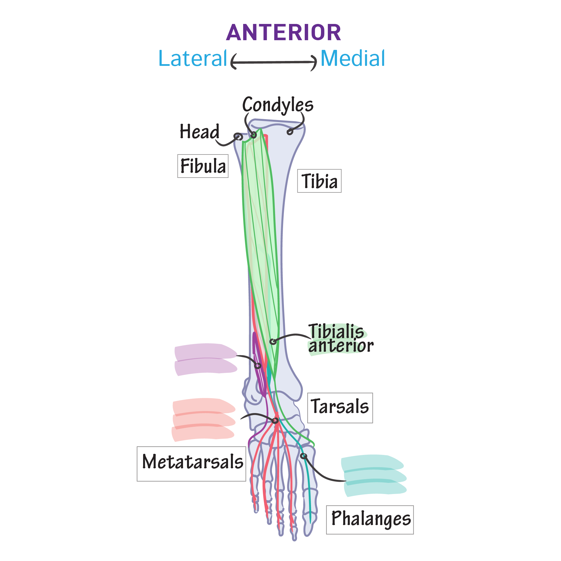 Gross Anatomy Glossary Leg Anterior Ditki Medical And Biological