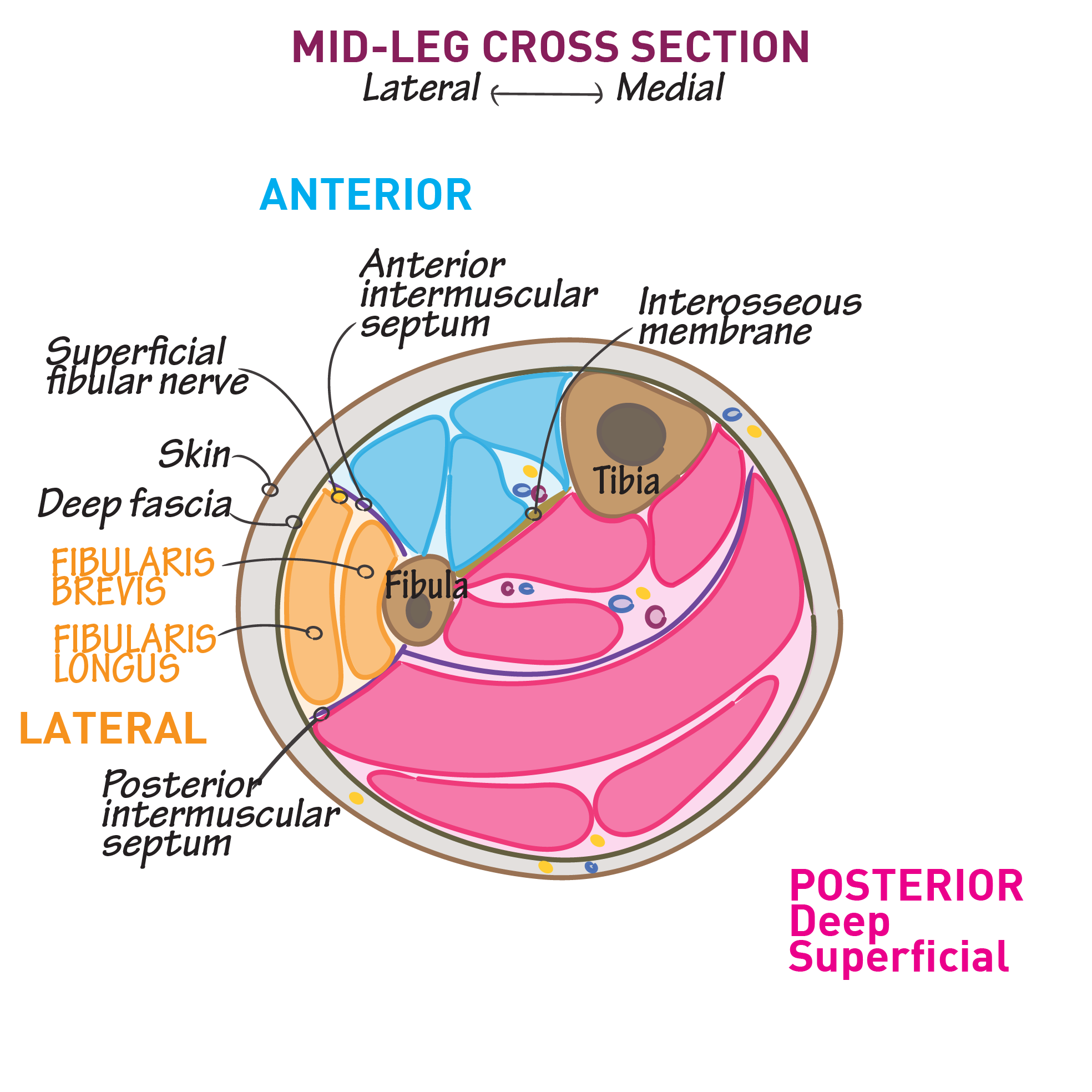 Gross Anatomy Glossary Leg Cross Section Ditki Medical