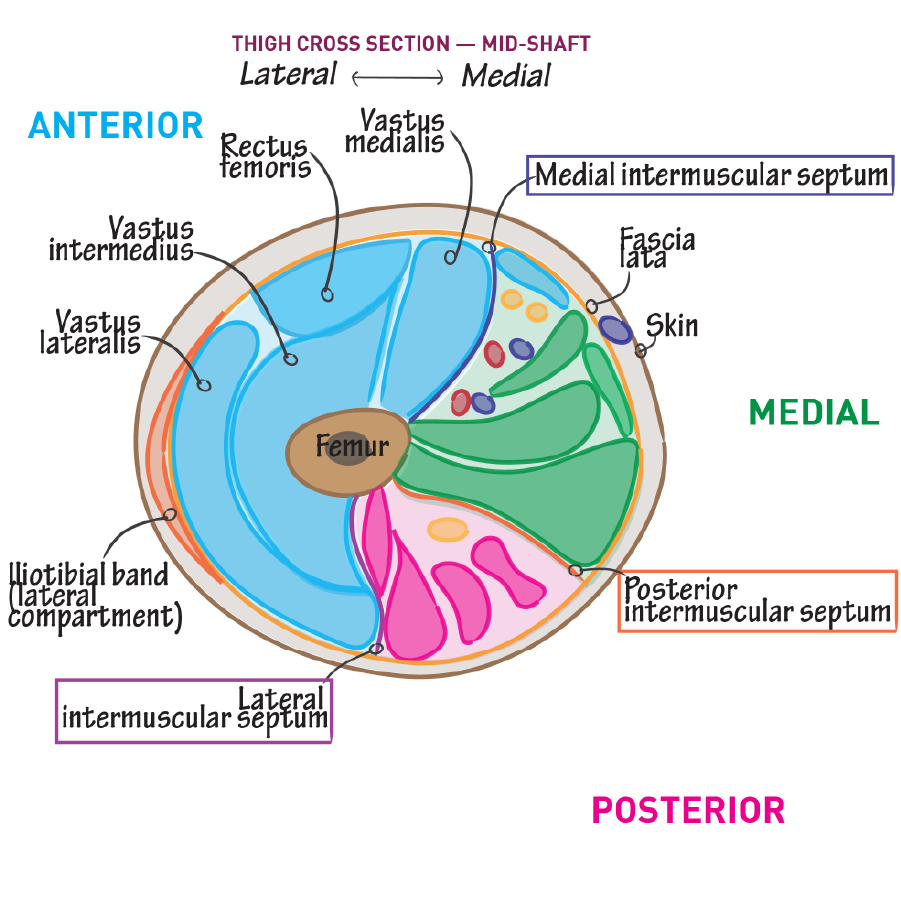 Gross Anatomy Glossary Cross Section Of The Mid Thigh Ditki Medical