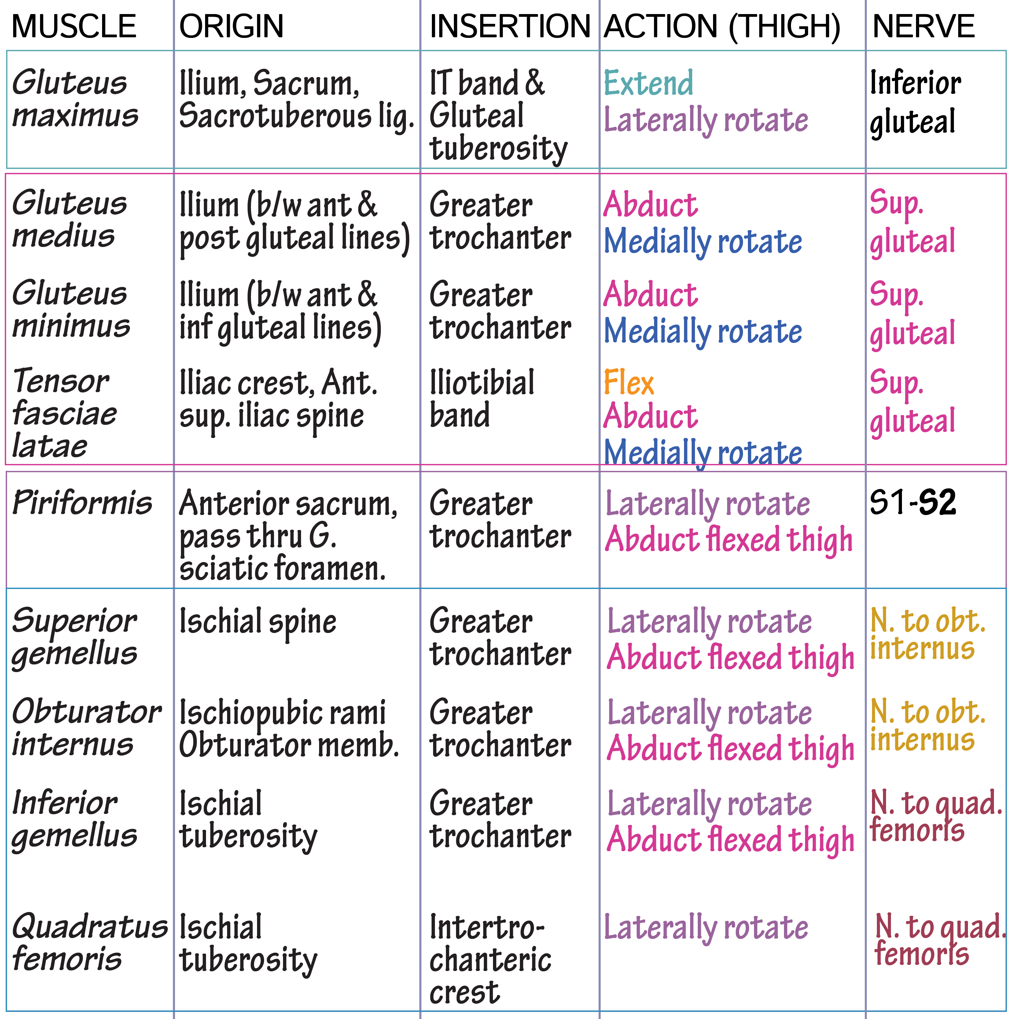 Posterior Hip Muscles Gross Anatomy Flashcards Ditki Medical And