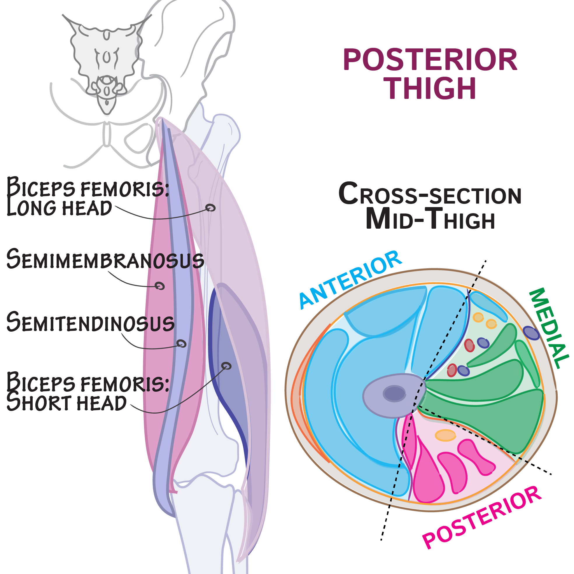 Gross Anatomy Glossary Posterior Thigh Muscles Ditki Medical