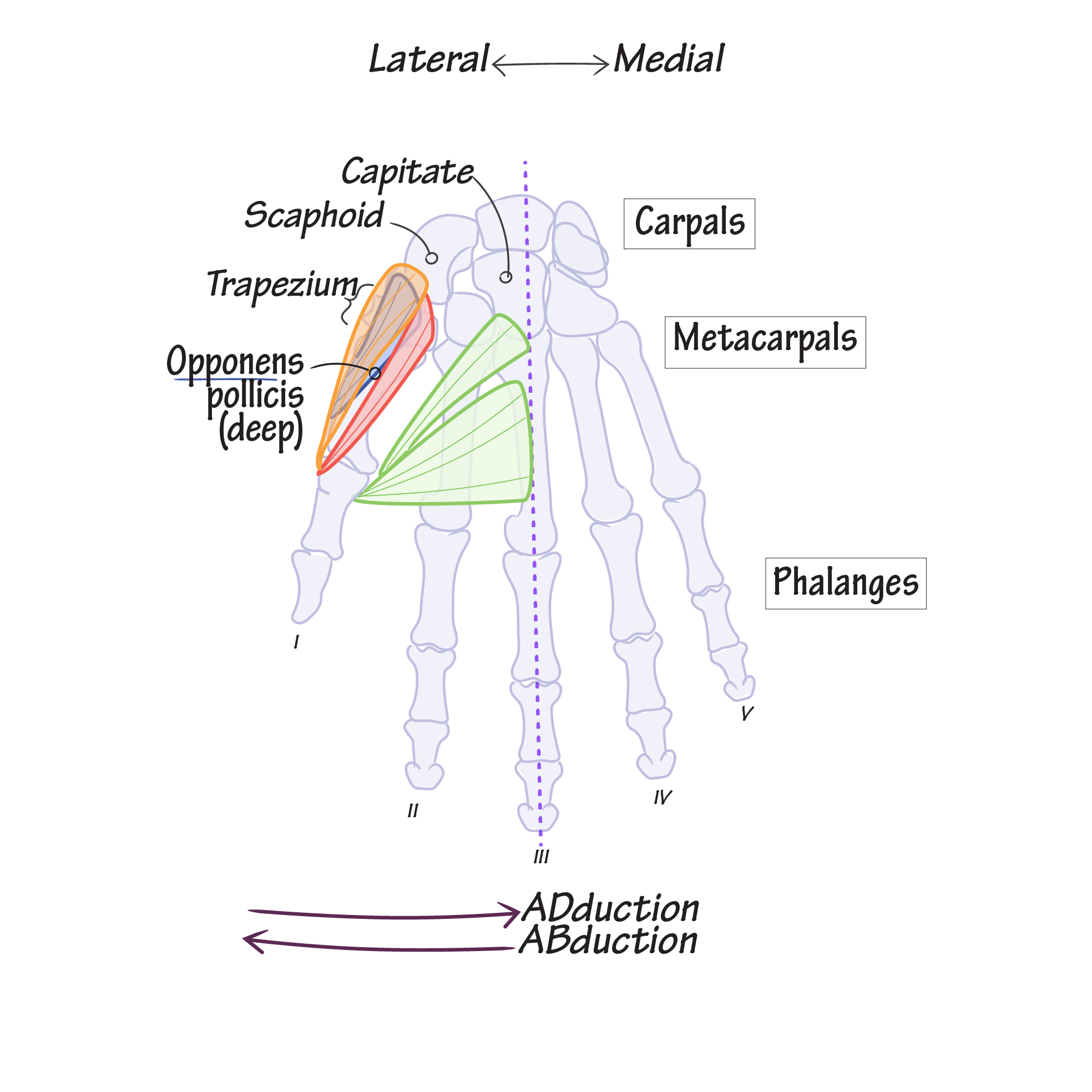 Gross Anatomy Glossary Hand Thenar And Adductor Ditki Medical