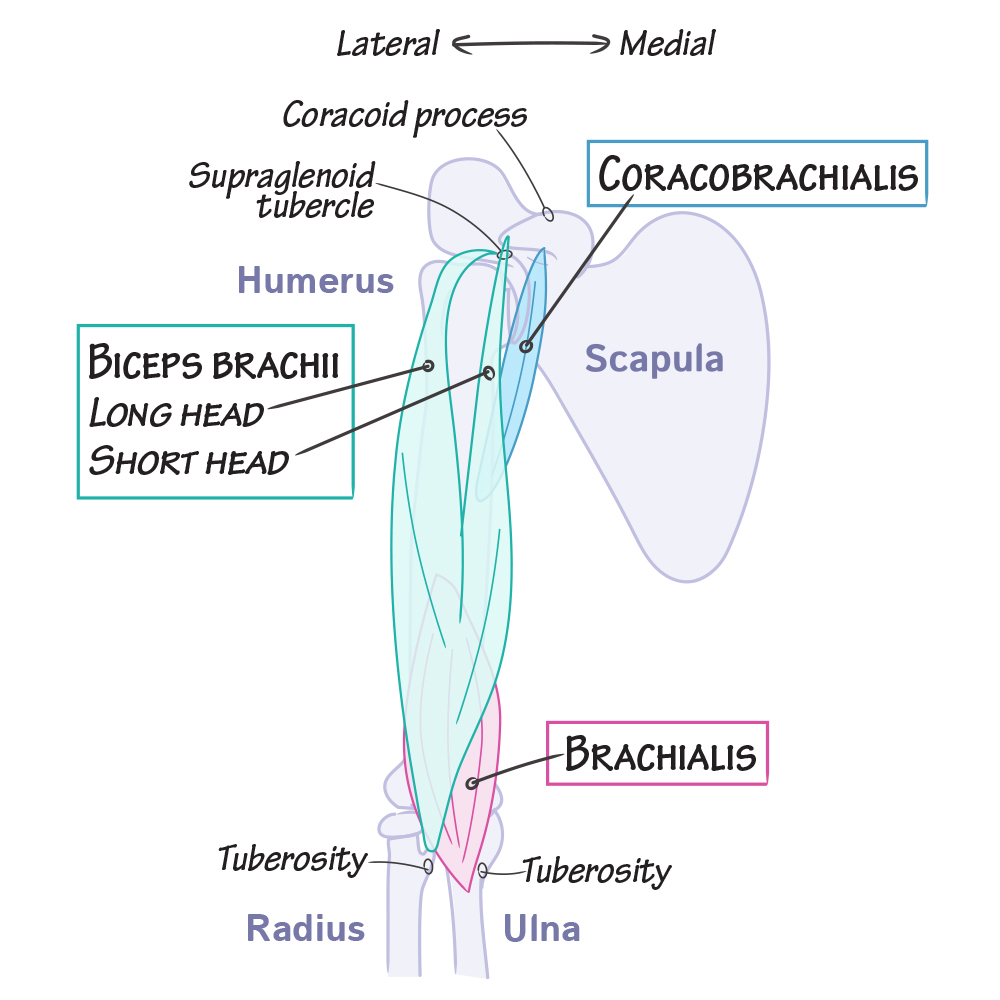 Gross Anatomy Glossary Arm Anterior Compartment Ditki Medical