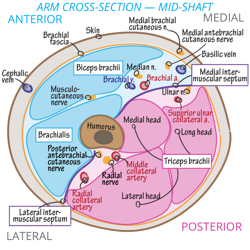 Gross Anatomy Glossary Arm Cross Section Ditki Medical