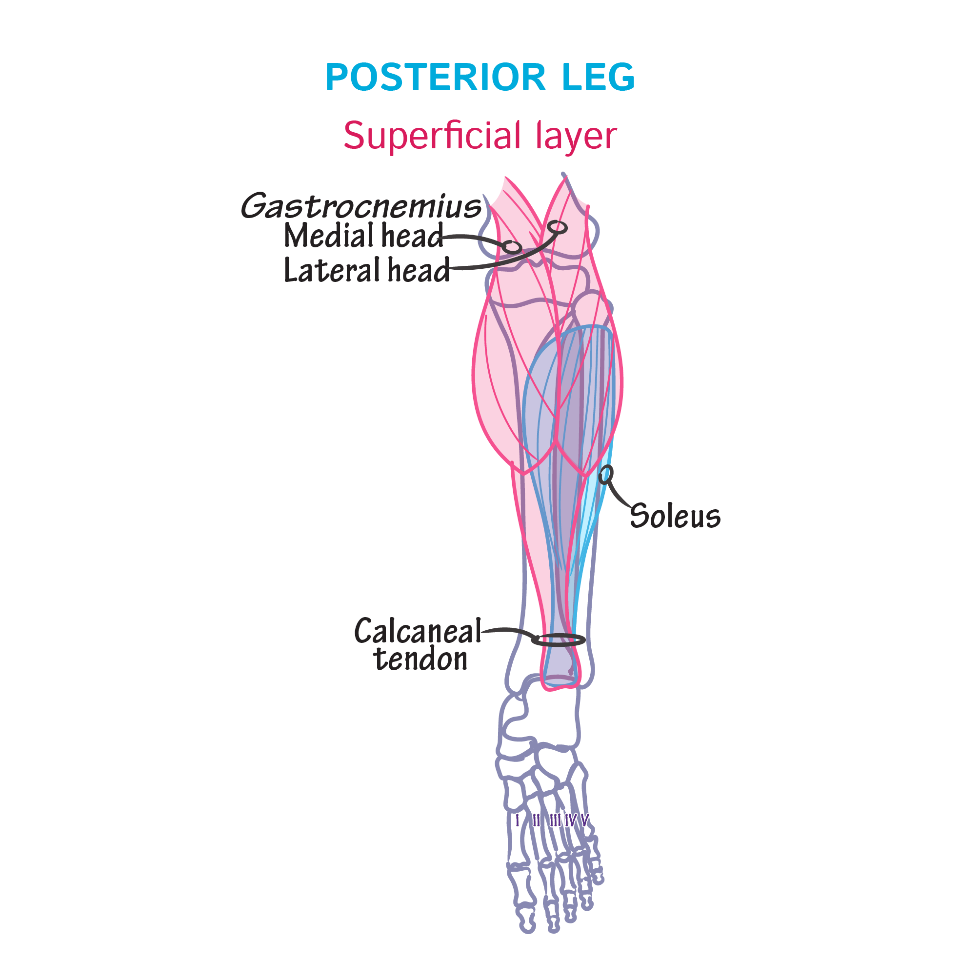 Gross Anatomy Glossary Leg Posterior Ditki Medical And Biological