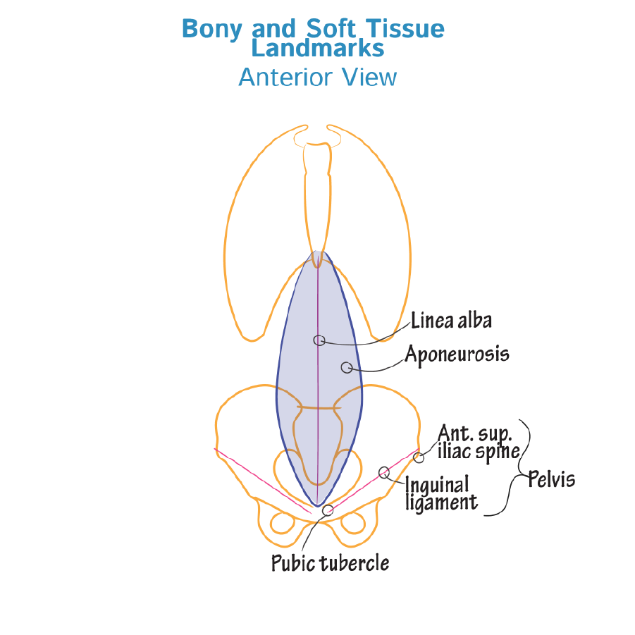 Gross Anatomy Glossary Abdominal Muscles Ditki Medical And Biological