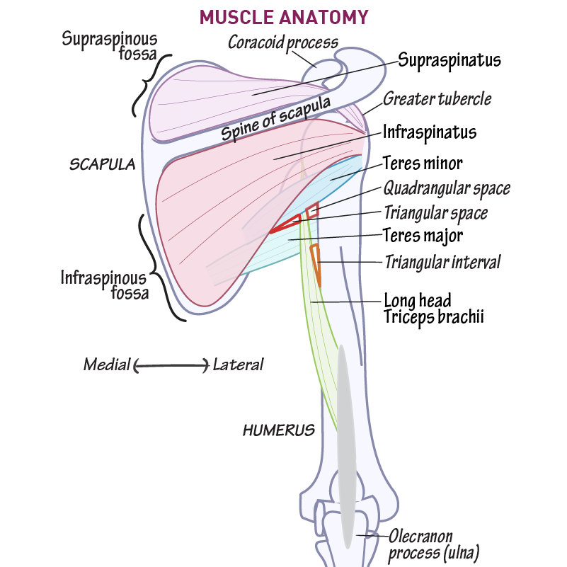 Gross Anatomy Glossary Posterior Scapula Muscles Ditki Medical