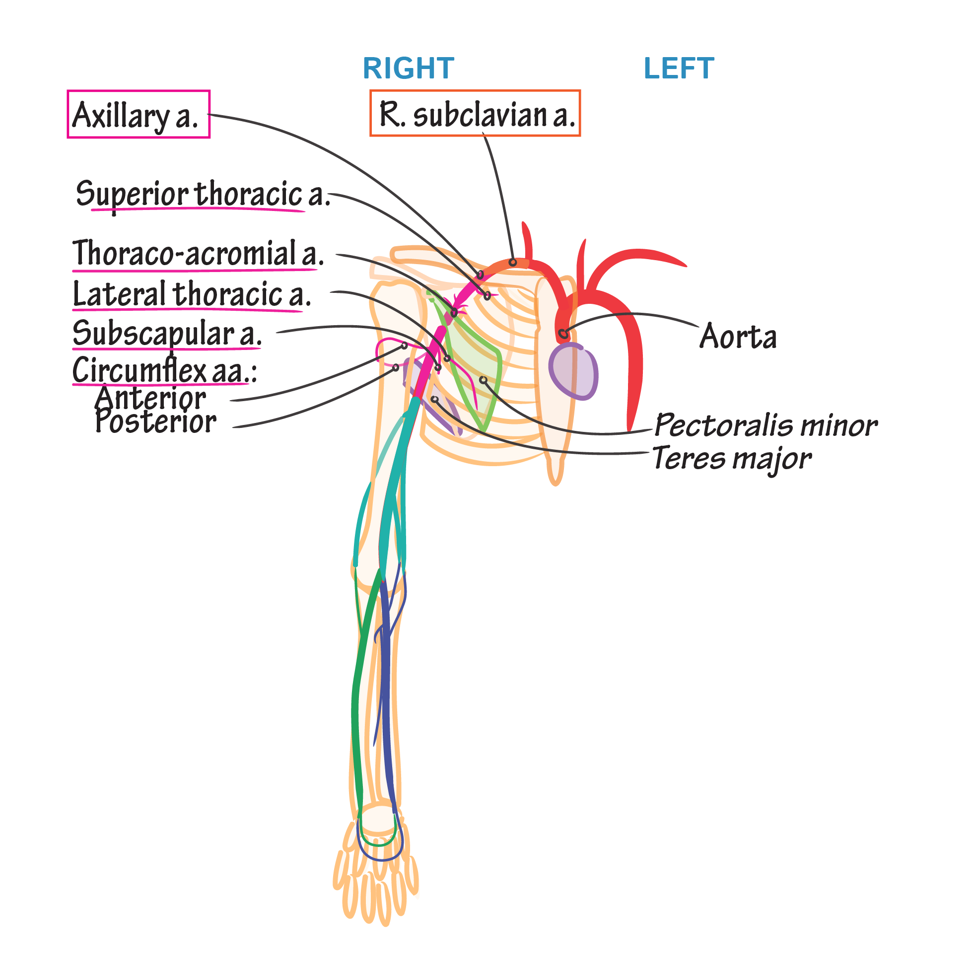 Gross Anatomy Glossary Arteries Upper Extremity Draw It To Know It