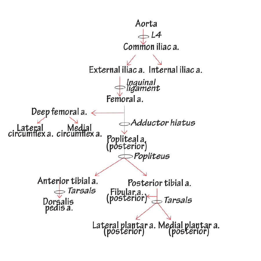 Gross Anatomy Glossary Arteries Lower Extremity Ditki Medical