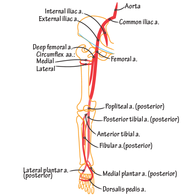 Arteries Lower Extremity Gross Anatomy Flashcards Ditki Medical