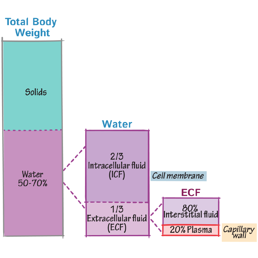 Physiology Glossary Body Water Compartments Ditki Medical