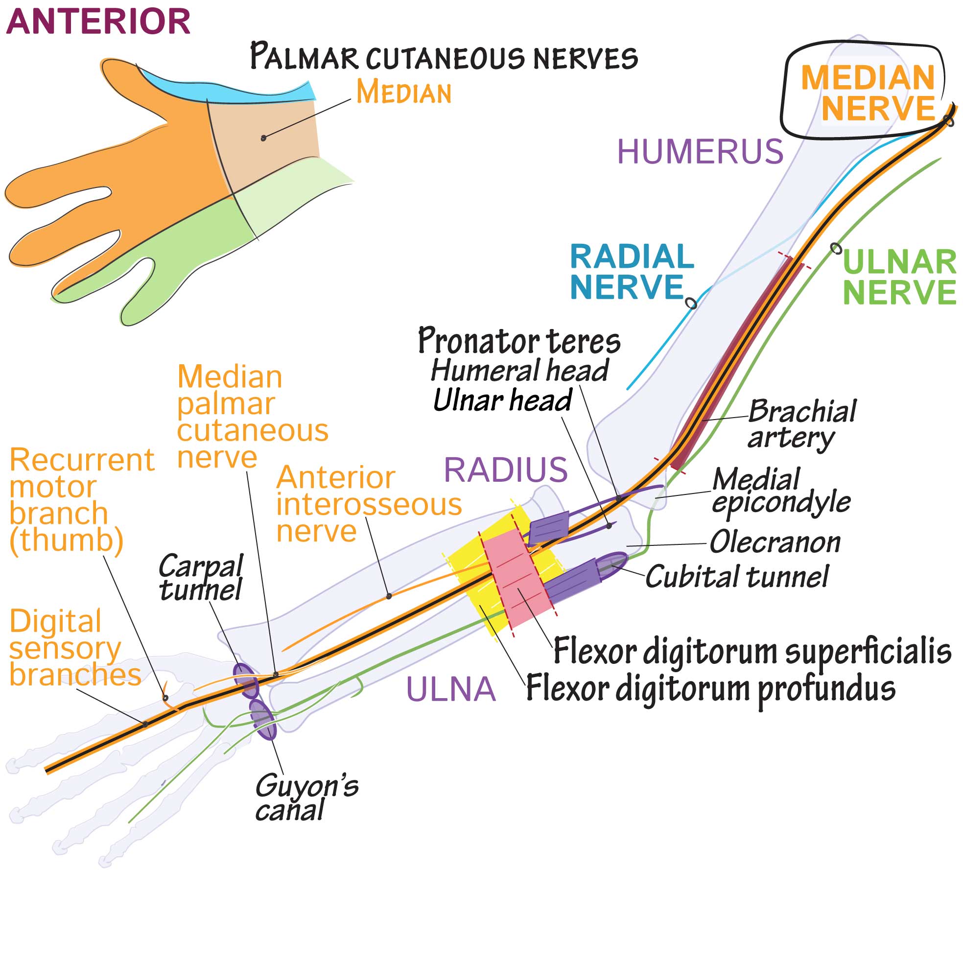 Gross Anatomy Glossary Upper Limb Median Nerve Ditki Medical