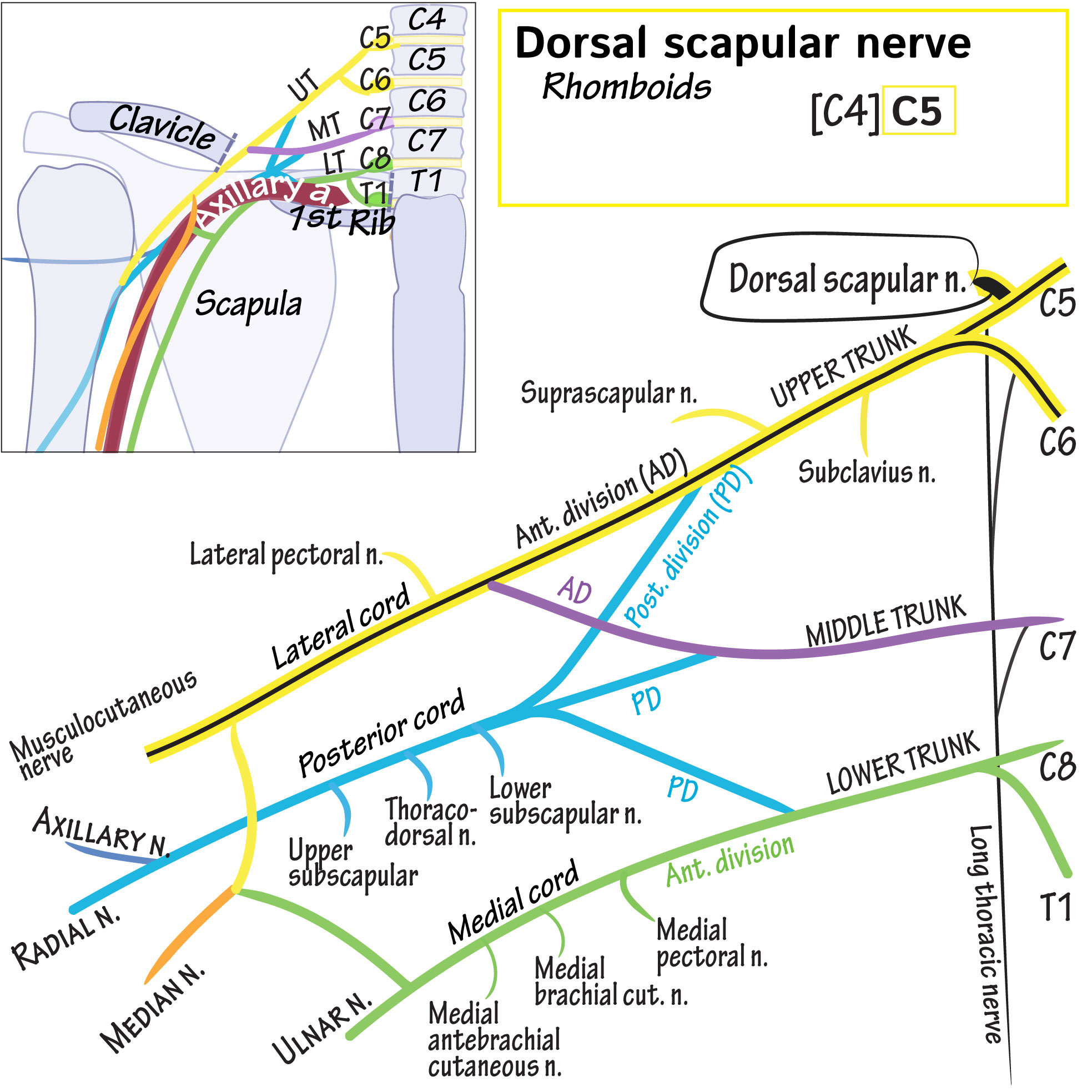 Gross Anatomy Glossary Dorsal Scapular Nerve Ditki Medical