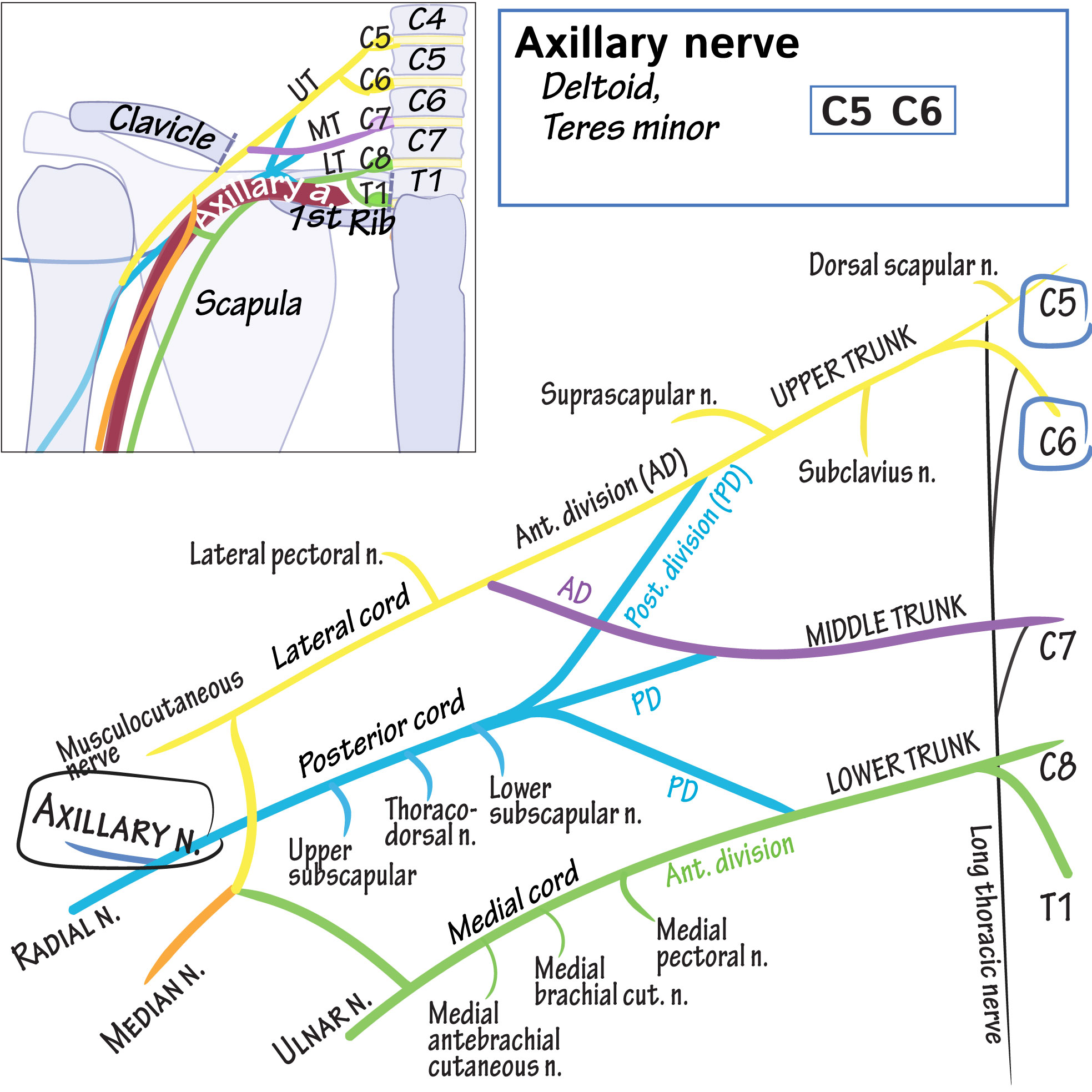 Axillary Nerve Pathway