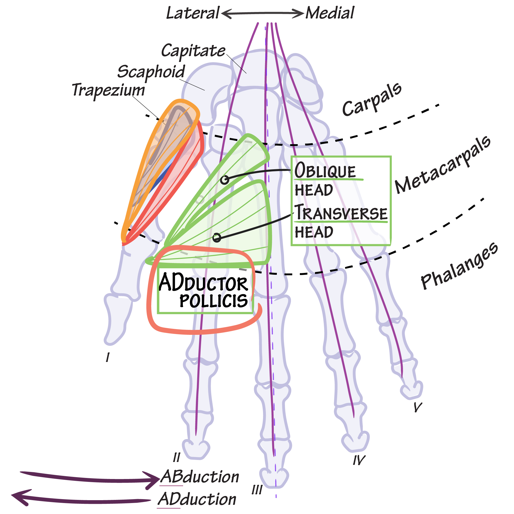 Gross Anatomy Glossary Adductor Pollicis Ditki Medical And Biological