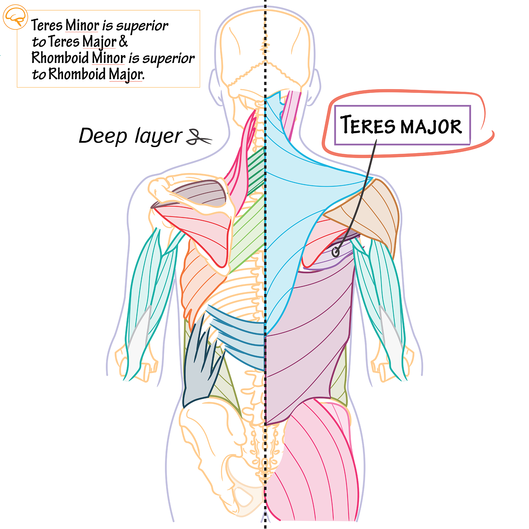 Gross Anatomy Glossary Thyrohyoid Ditki Medical Biolo