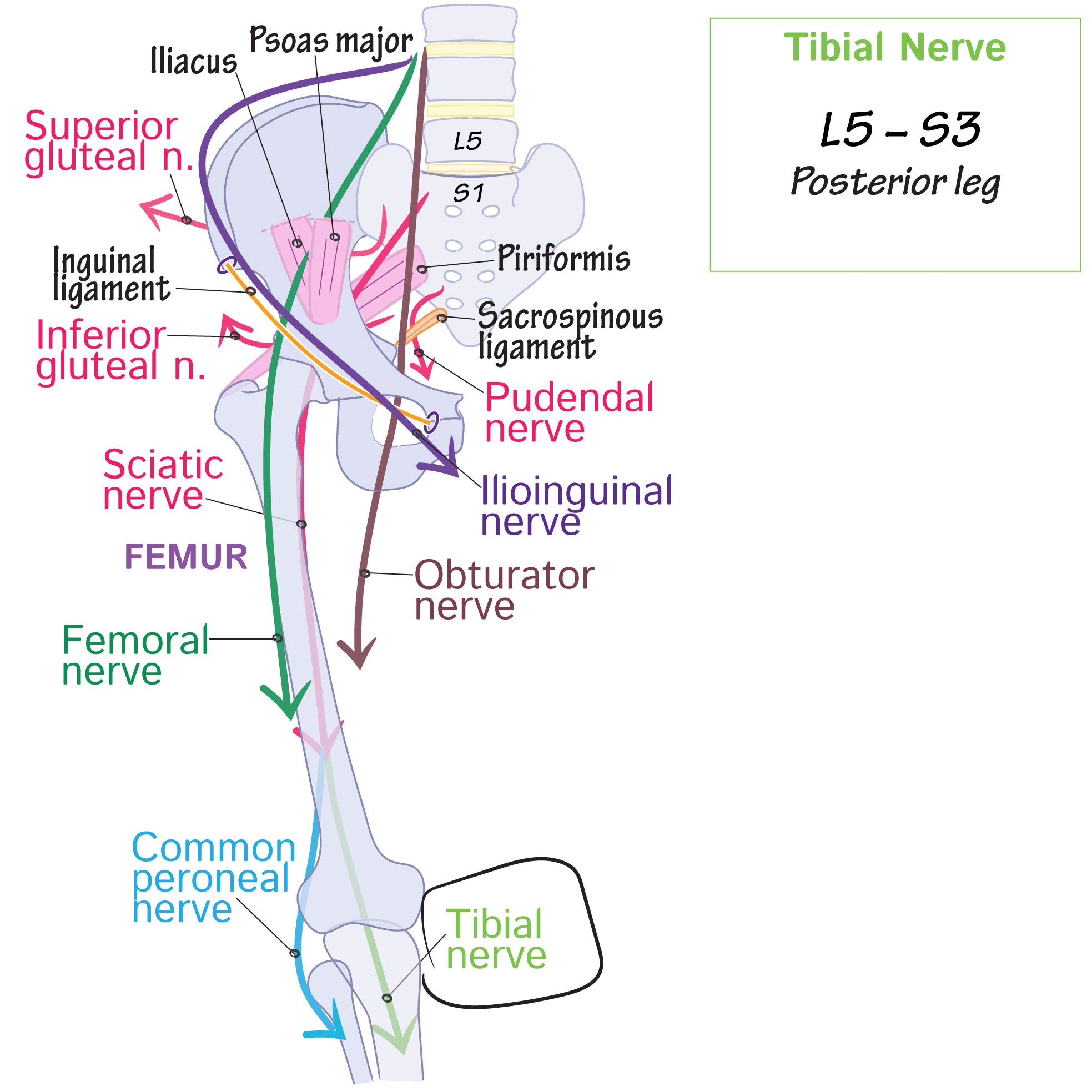 Gross Anatomy Glossary Deep Peroneal Nerve Ditki Medi