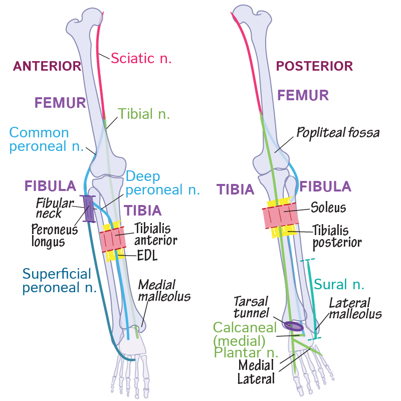 Anatomy And Physiology Anterior And Lateral Leg Details Ditki