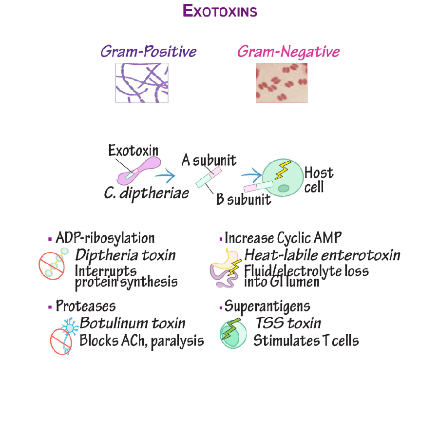 Immunologymicrobiology Glossary Bacteria Exotoxins Draw It To Know It