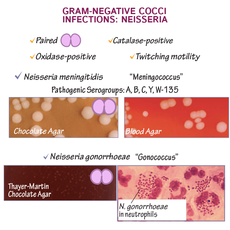 Neisseria Gonorrhoeae Neisseria Meningitidis Bacterial Infections Hot