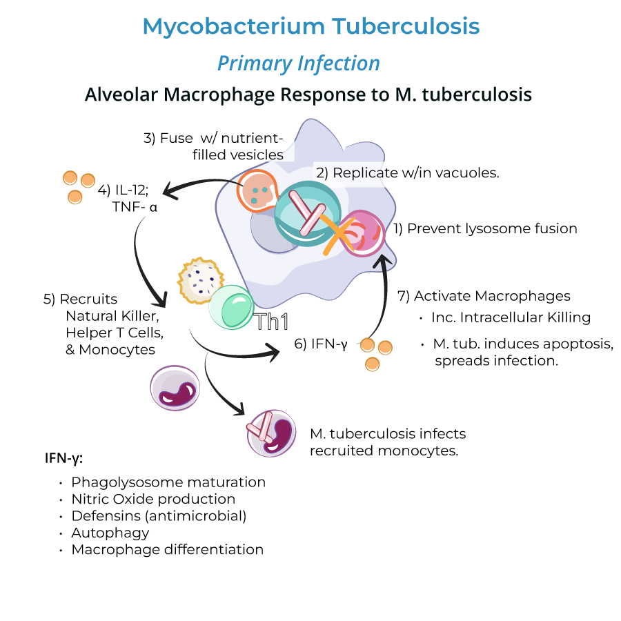 Immunology Microbiology Glossary Tuberculosis Pathoge