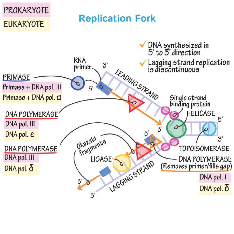 Cell Biology Glossary Dna Replication Ditki Medical And Biological