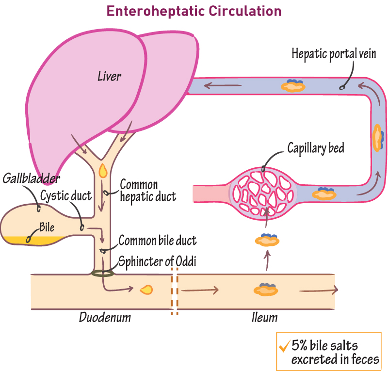 Biochemistry Glossary Enterohepatic Circulation Ditki Medical