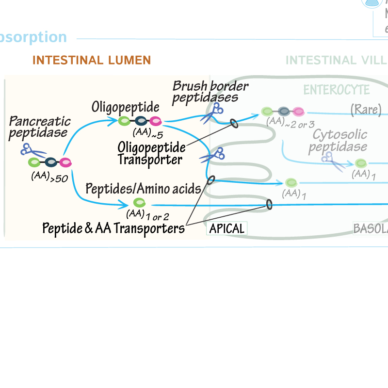 Biochemistry Glossary Protein Digestionabsorption Ditki Medical