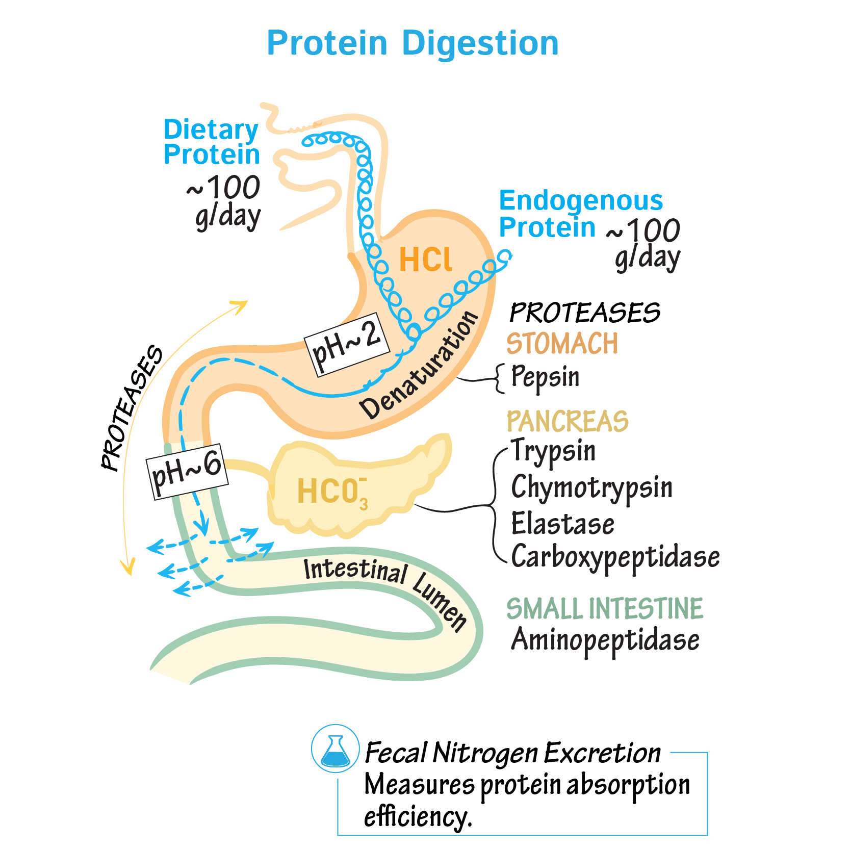 Biochemistry Glossary Protein Digestion Draw It To Know It