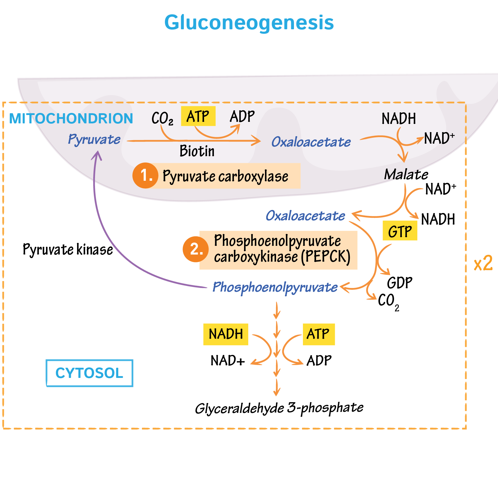 Gluconeogenesis Diagram