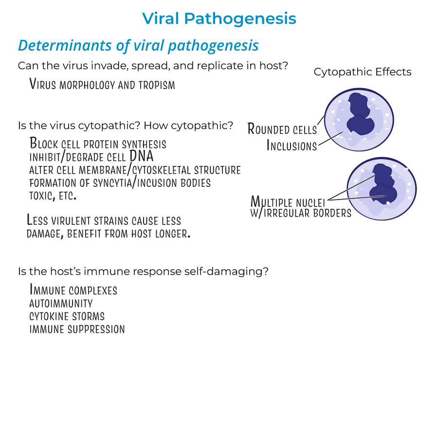 Immunology Microbiology Glossary Tuberculosis Pathoge