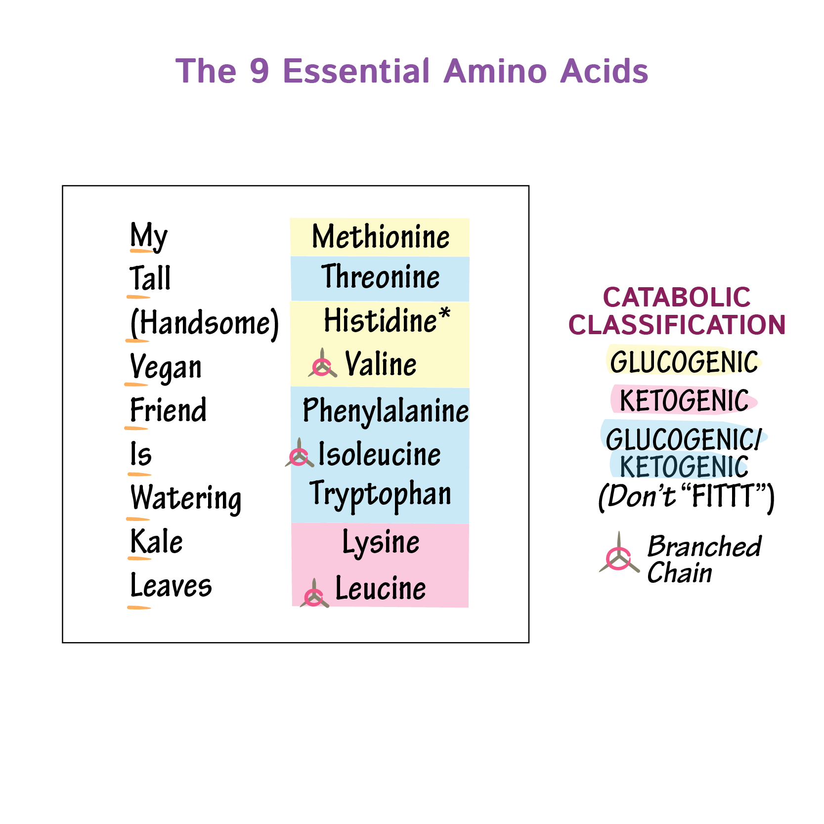 How To Remember The Essential Amino Acids At Sadie Johnson Blog