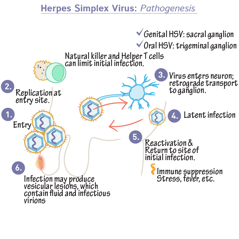 Immunologymicrobiology Glossary Herpes Simplex Viruses 1 And 2 Draw