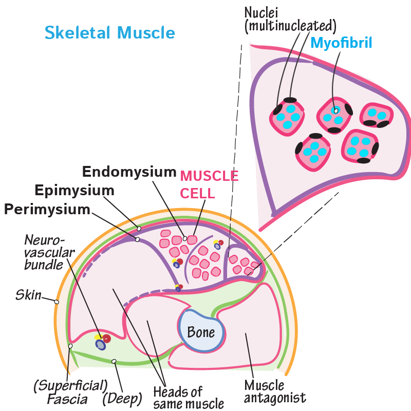 Physiology Glossary Skeletal Muscle Organization Ditki Medical