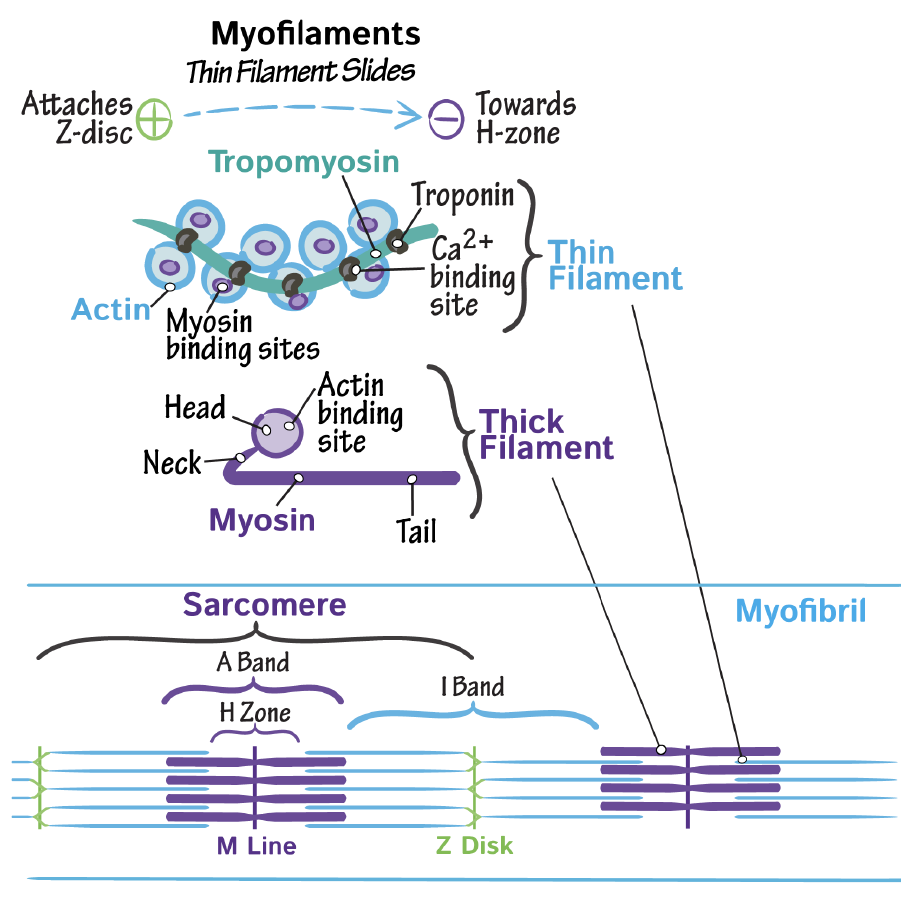 Physiology Glossary Skeletal Muscle Contraction Ditki Medical